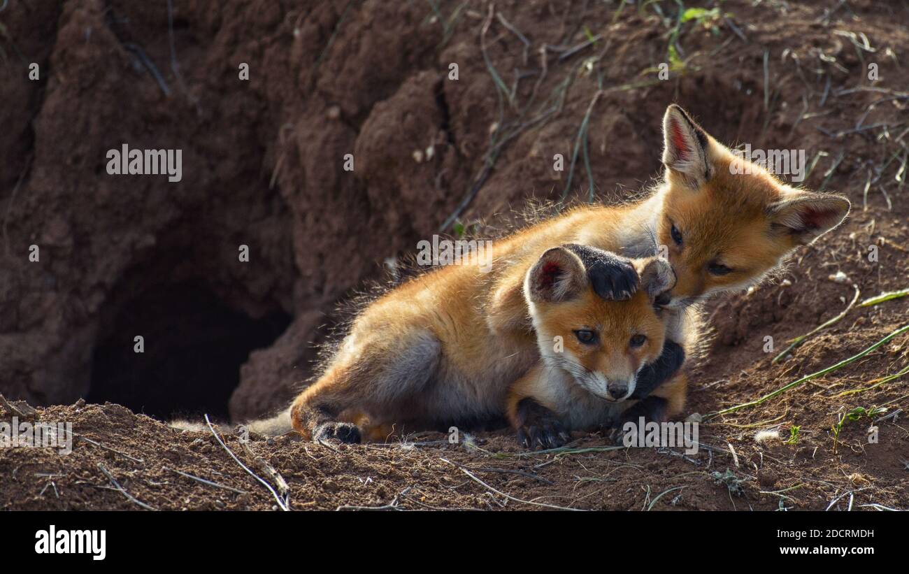 Fox playing hi-res stock photography and images - Alamy