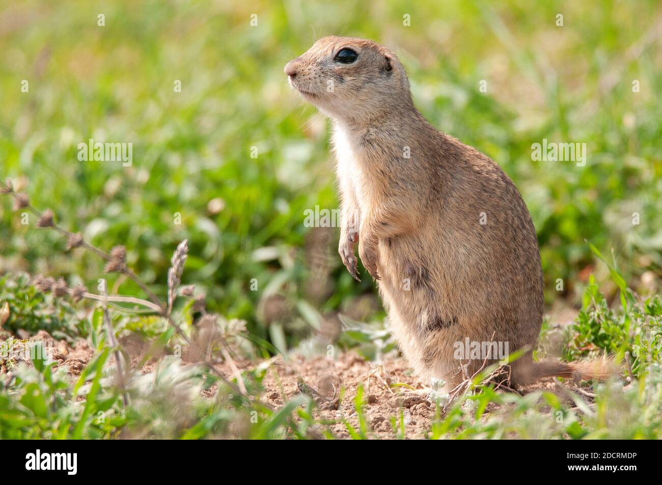 Ground squirrel (Spermophilus pygmaeus) standing in the grass Stock ...
