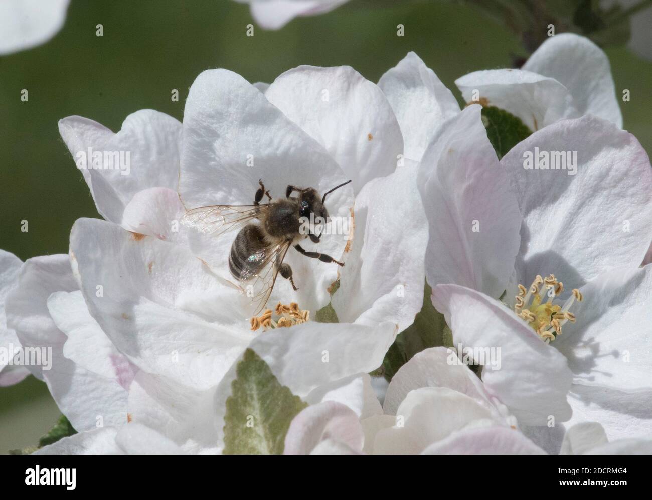 bee sitting on a flower blossom, flower pollination through flying ...