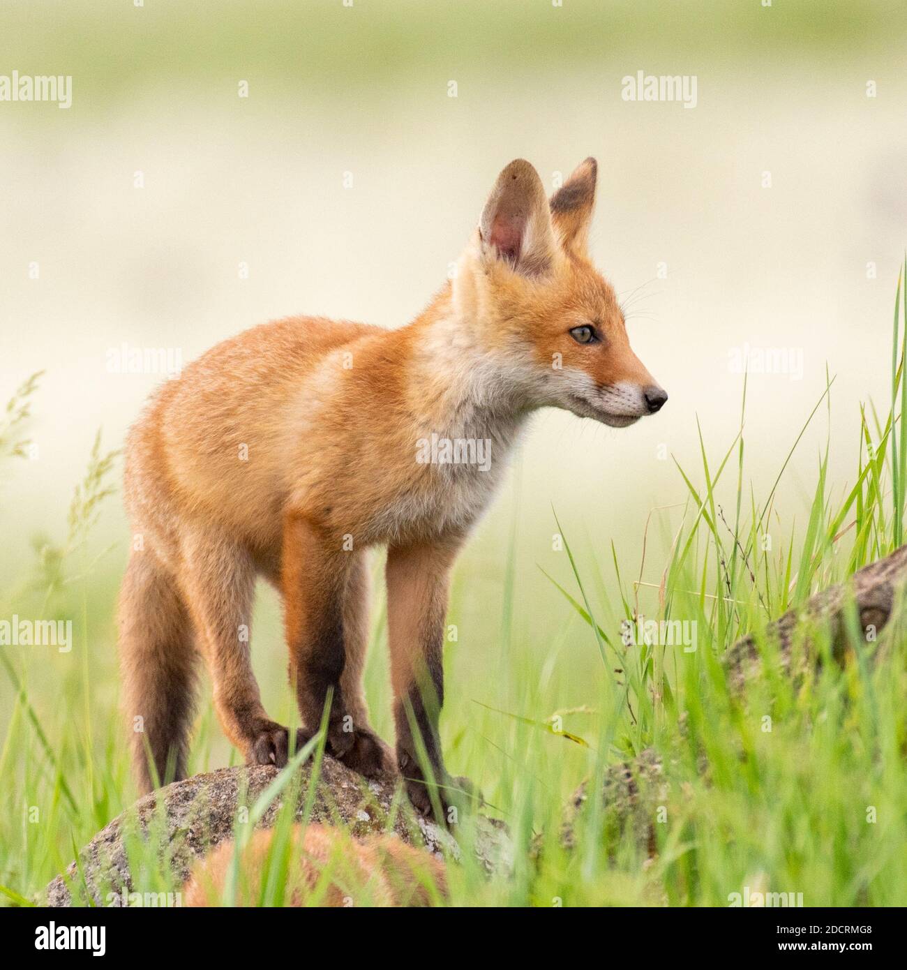 Red fox pups on rock hi-res stock photography and images - Alamy