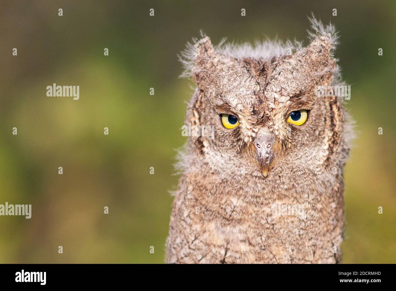 Young European scops owl (Otus scops) portrait Stock Photo - Alamy