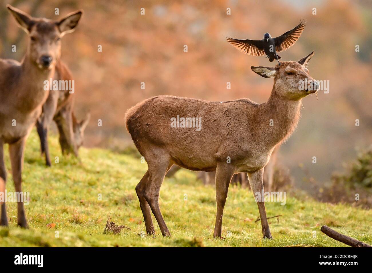 A crow comes into land on the head of a doe to pick ticks from her fur ... A crow comes into land on the head of a doe to pick ticks from her fur ...