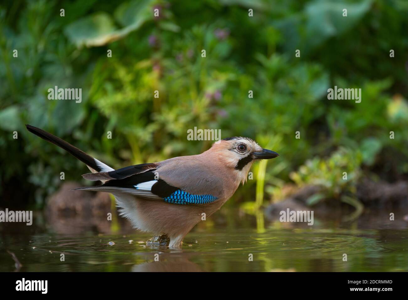 European jay (Garrulus glandarius) taking bath Stock Photo - Alamy