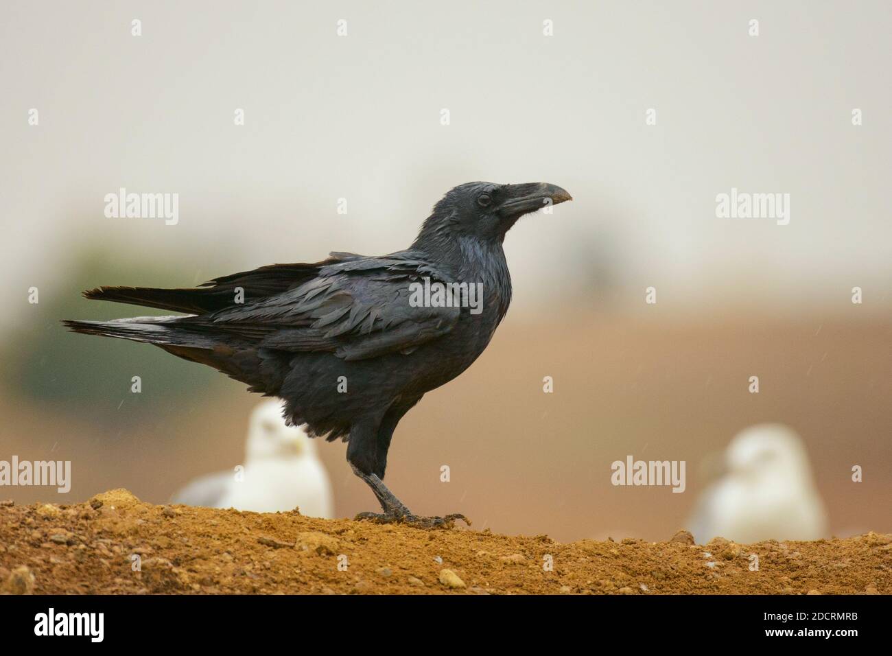 Raven landing on branch hi-res stock photography and images - Alamy