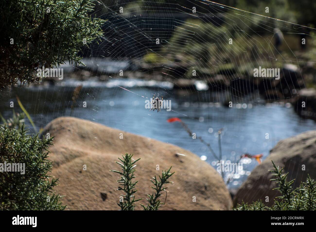 a spider web or cobweb, architectural structure in the nature Stock ...