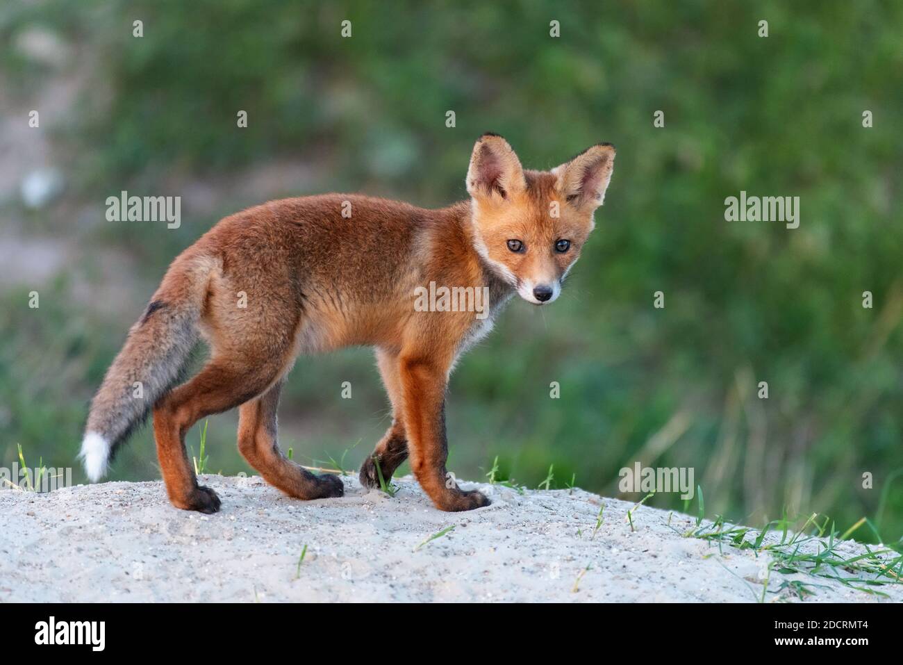Young red fox stands near his burrow. Vulpes vulpes Stock Photo - Alamy