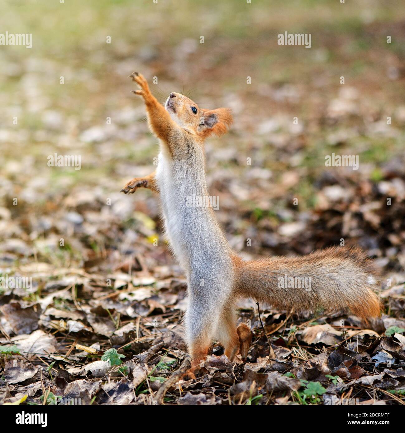 Red squirrel stands on the ground with a raised paws Stock Photo - Alamy