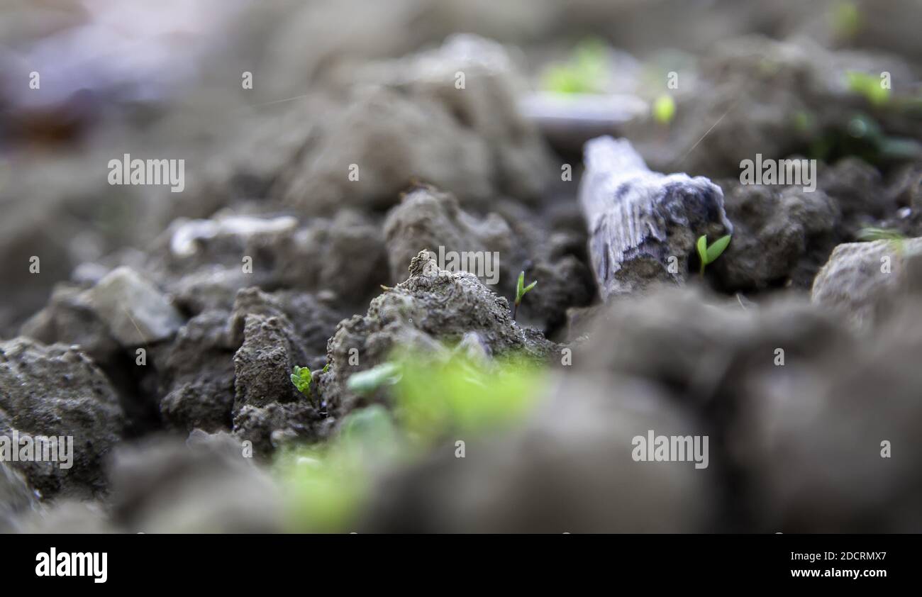 Grass sprouts on dry land, agriculture and harvest, nature Stock Photo ...