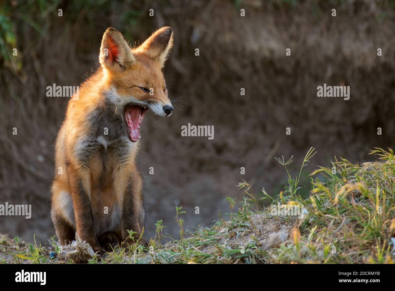 Little red fox hi-res stock photography and images - Alamy