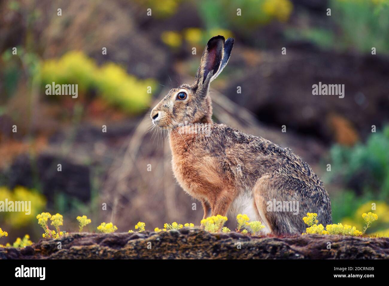 European hare stands in the grass and looking at the camera Stock Photo ...