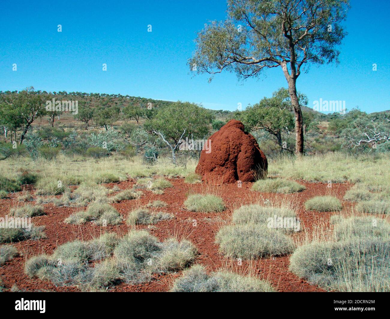 a big termite colony nest or mound in the landscape Stock Photo - Alamy