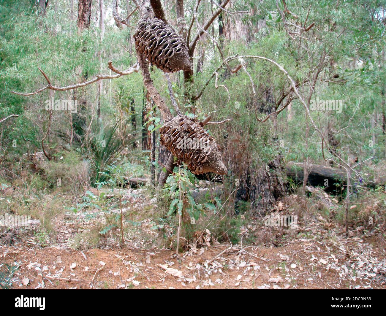 wild bees and a honeycomb, natural beehive of wild animals Stock Photo ...