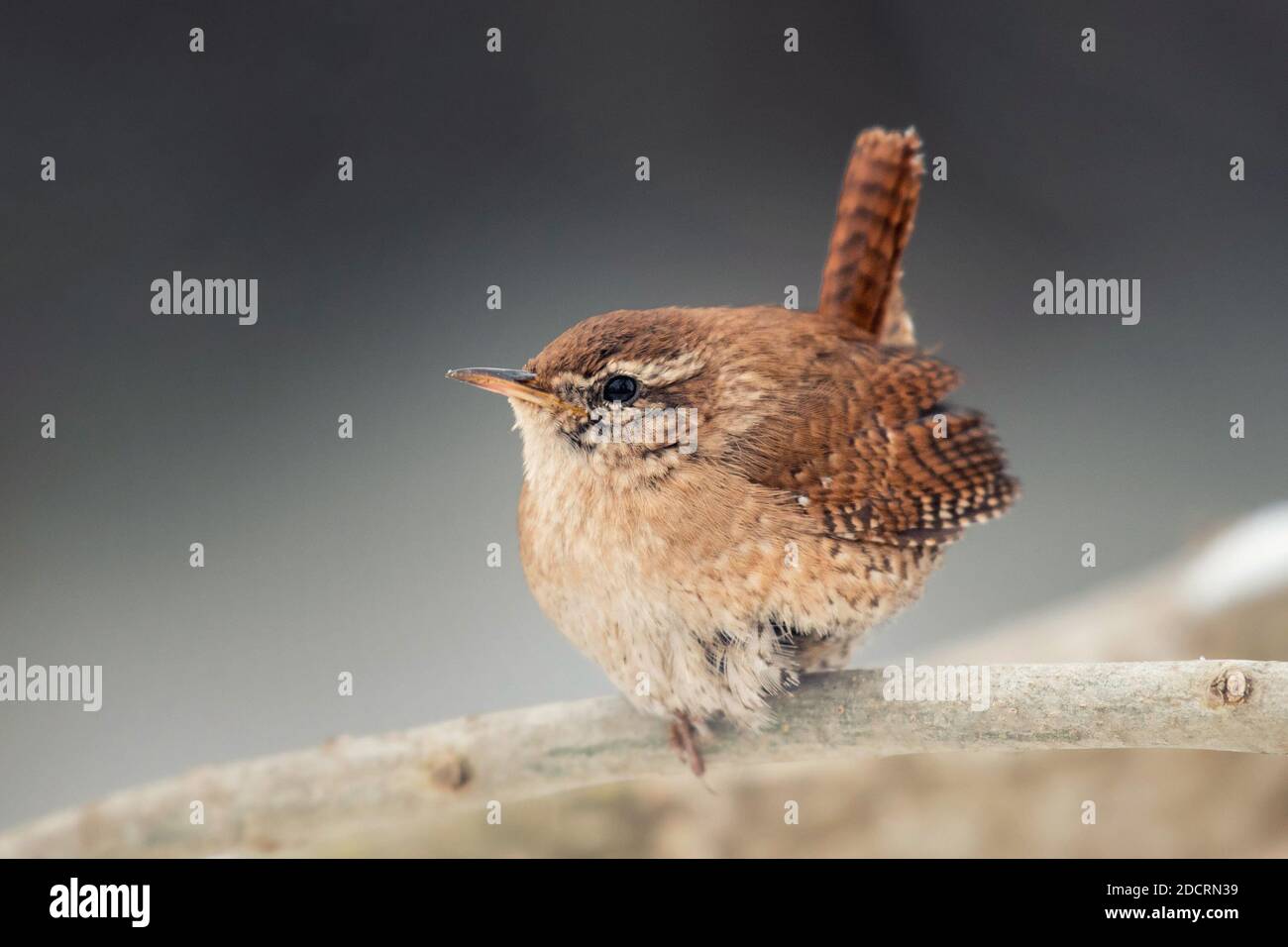 Eurasian wren habitat hi-res stock photography and images - Alamy