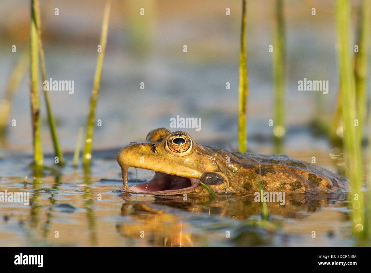 Green Marsh Frog in its natural habitat. Pelophylax ridibundus Stock ...