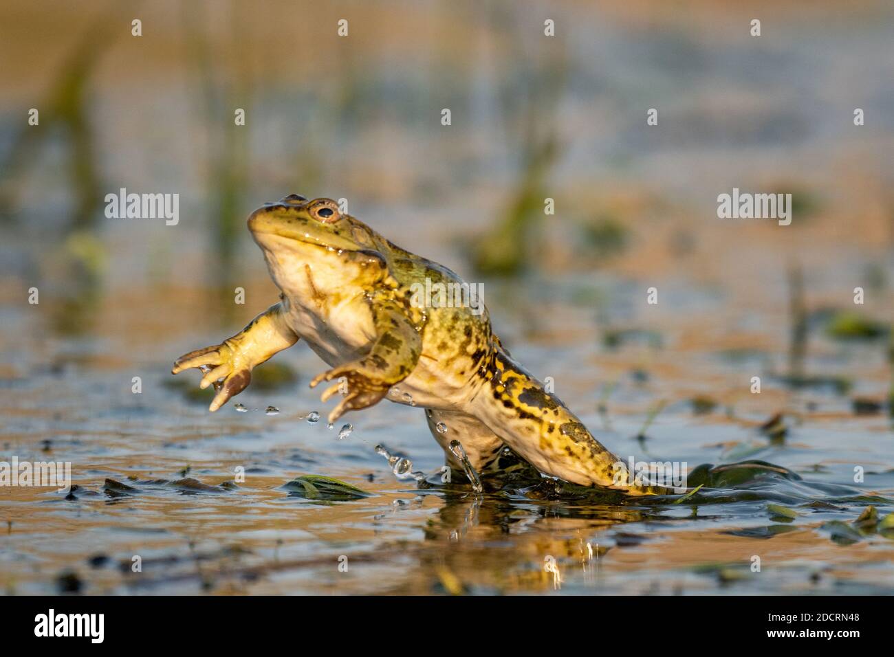 Green Marsh Frog jump on a beautiful light. Pelophylax ridibundus Stock ...
