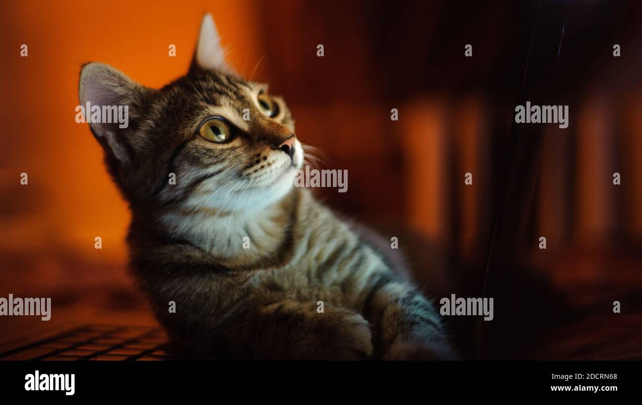 cat in a dark room lying and looking at laptop screen Stock Photo - Alamy