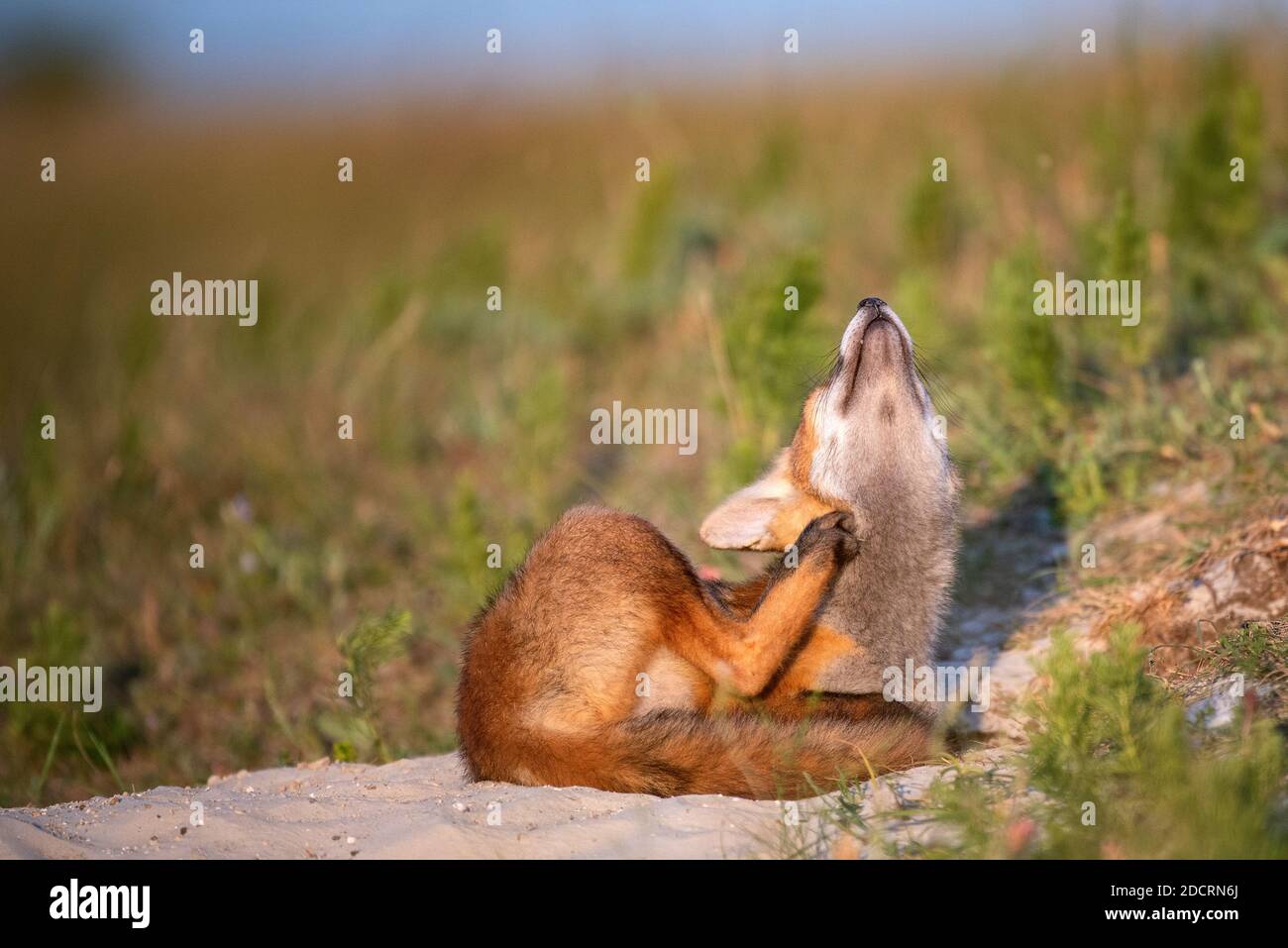 Scratch kit hi-res stock photography and images - Alamy