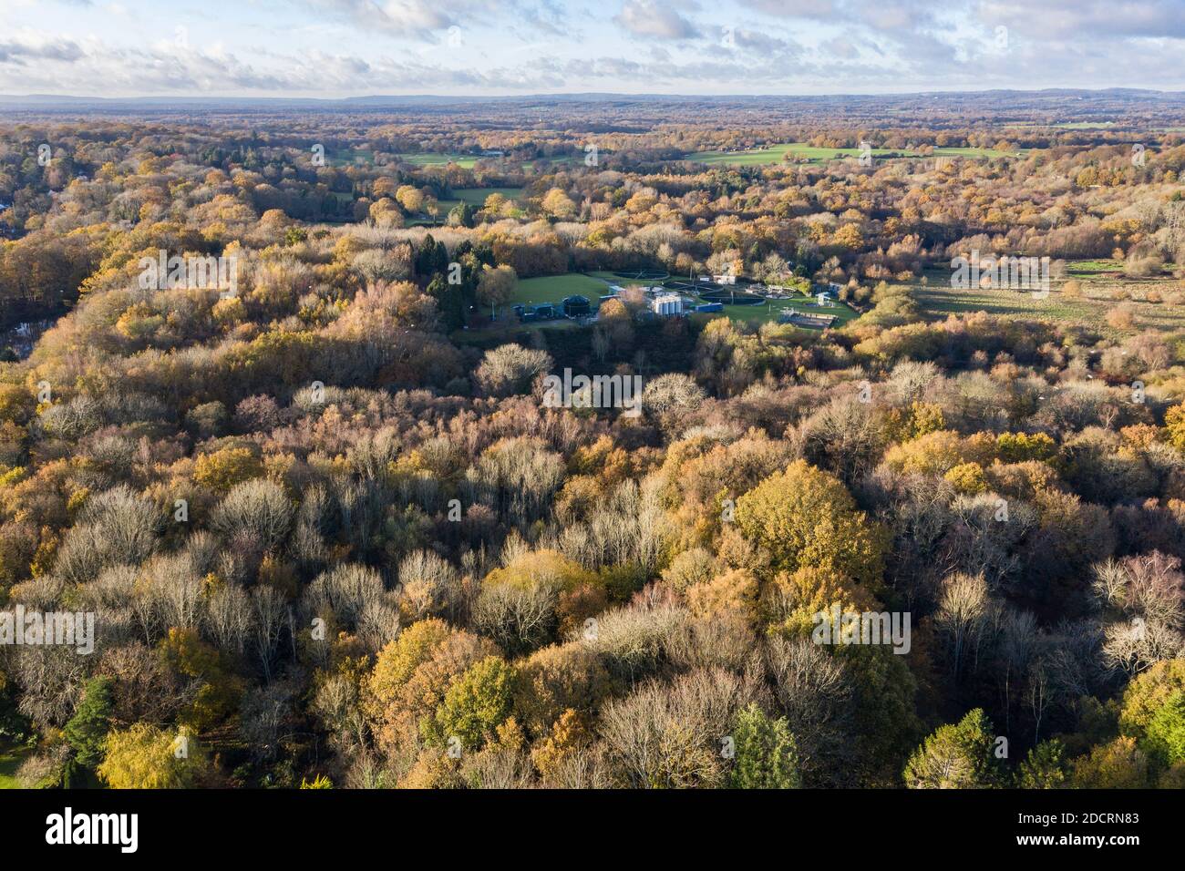 Drone aerial photos Hampshire Forest, showing levels of Forestation ...