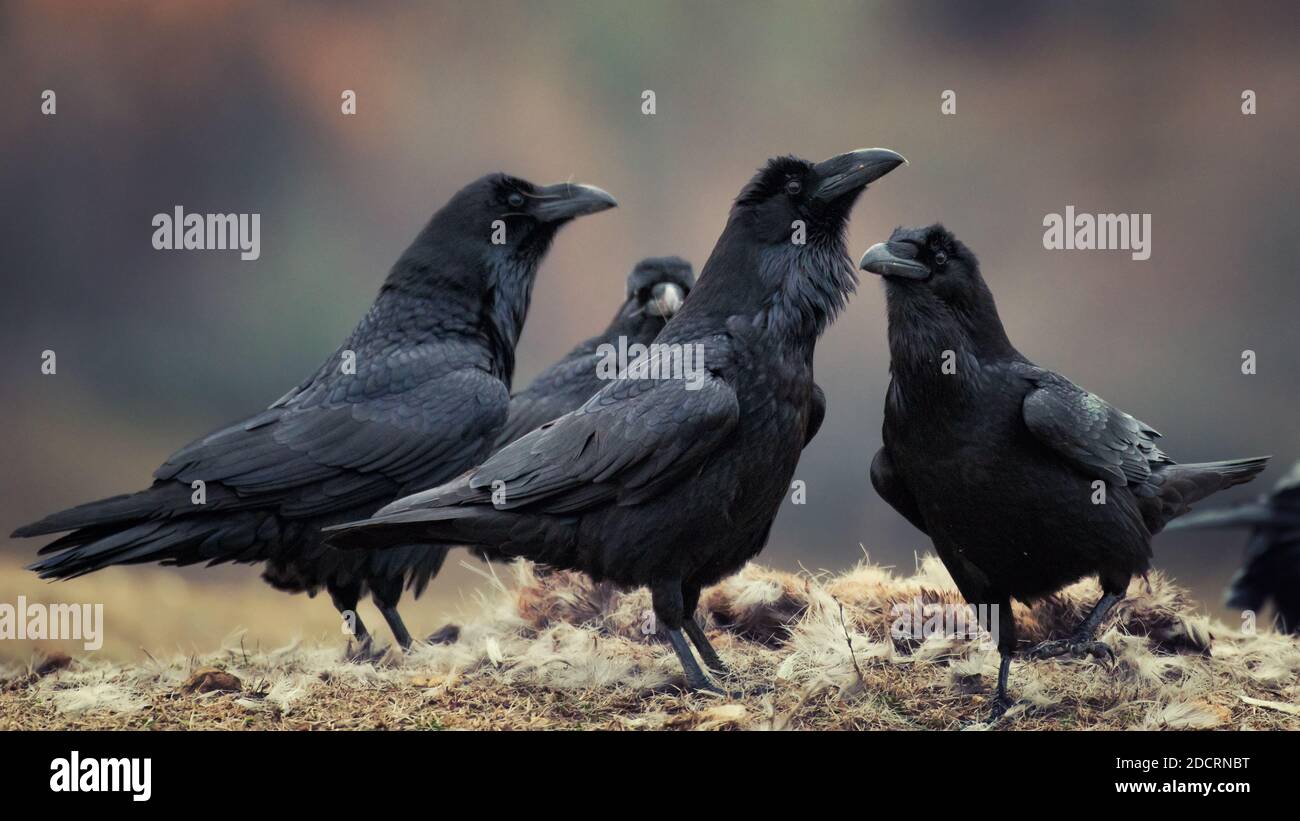 Crow landing on field hi-res stock photography and images - Alamy