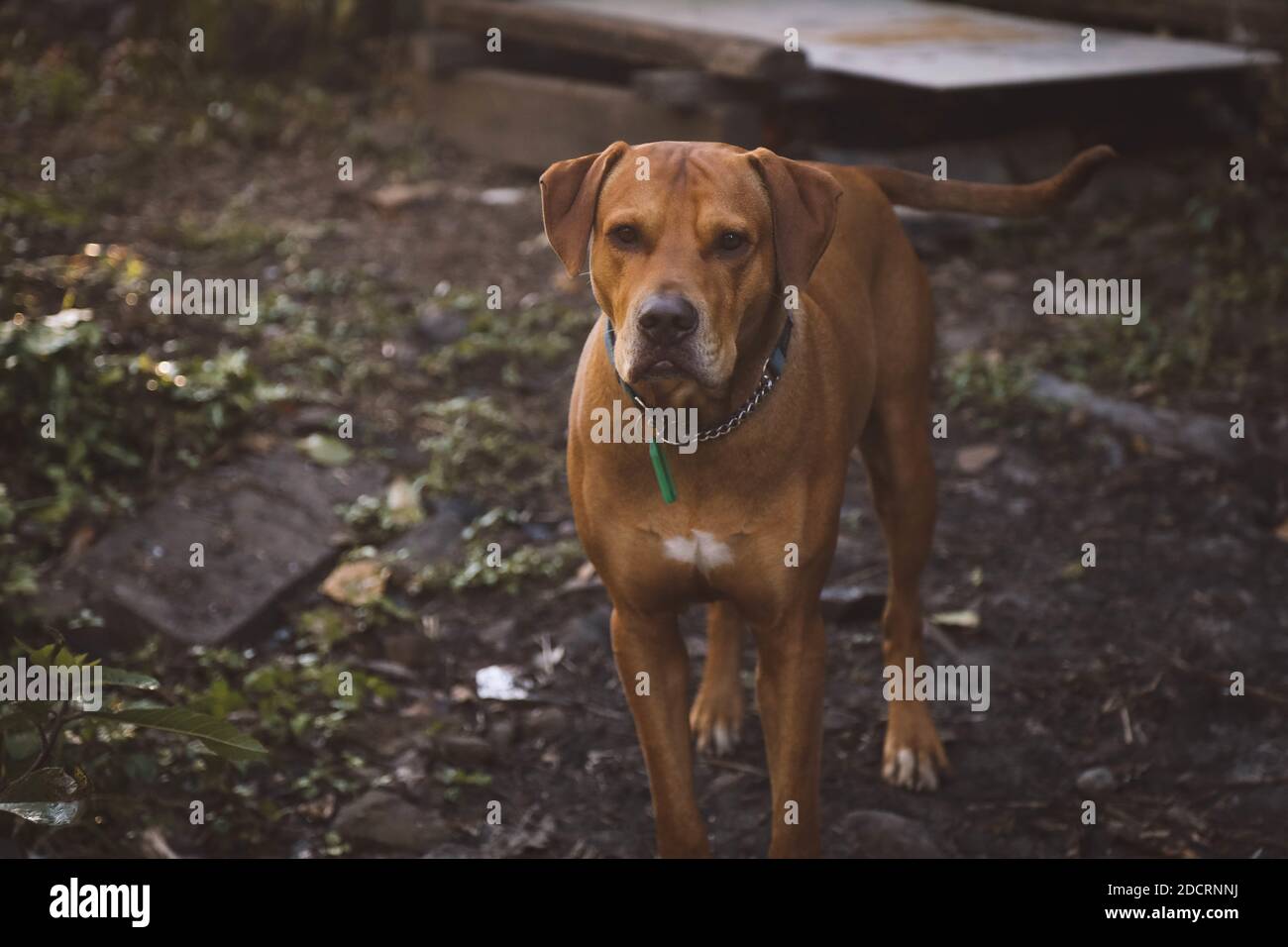 Rhodesian Ridgeback American Bulldog Mix