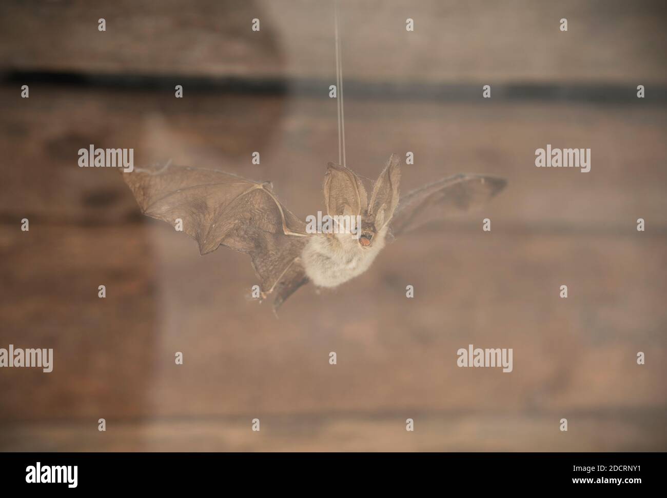 Preserved Chiroptera photographed through the window Stock Photo - Alamy