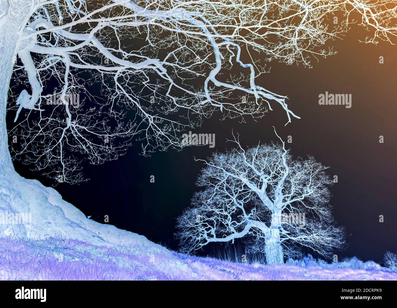 Different colour trees hi-res stock photography and images - Alamy