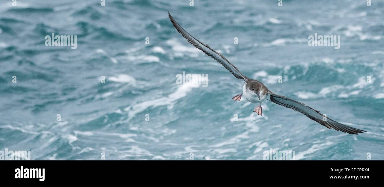 A balearic shearwater (Puffinus mauretanicus) flying in in the ...