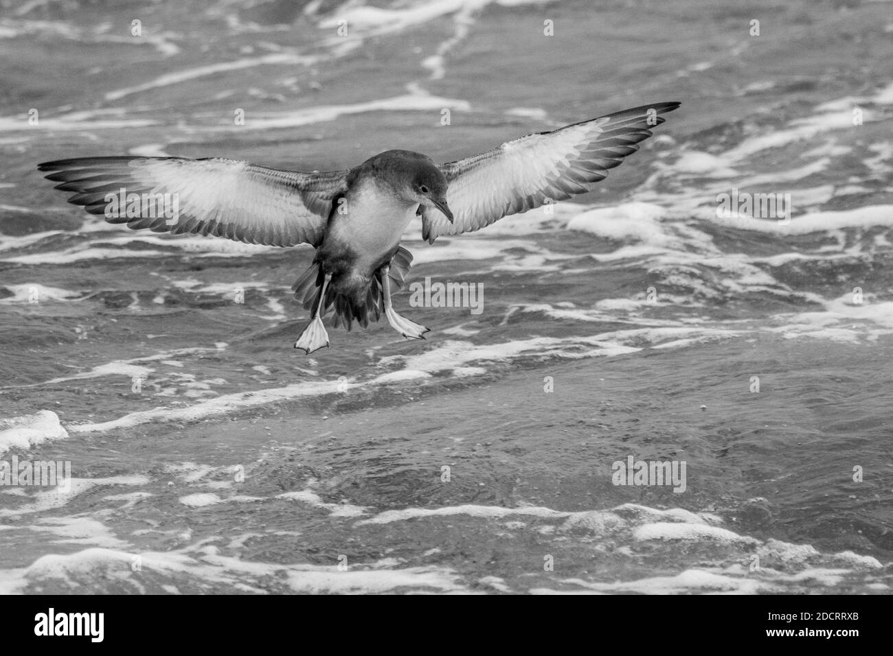 Flying with a fish in its beak Black and White Stock Photos & Images ...