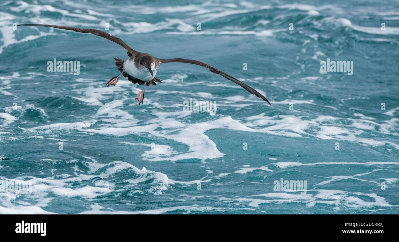 A balearic shearwater (Puffinus mauretanicus) flying in in the ...