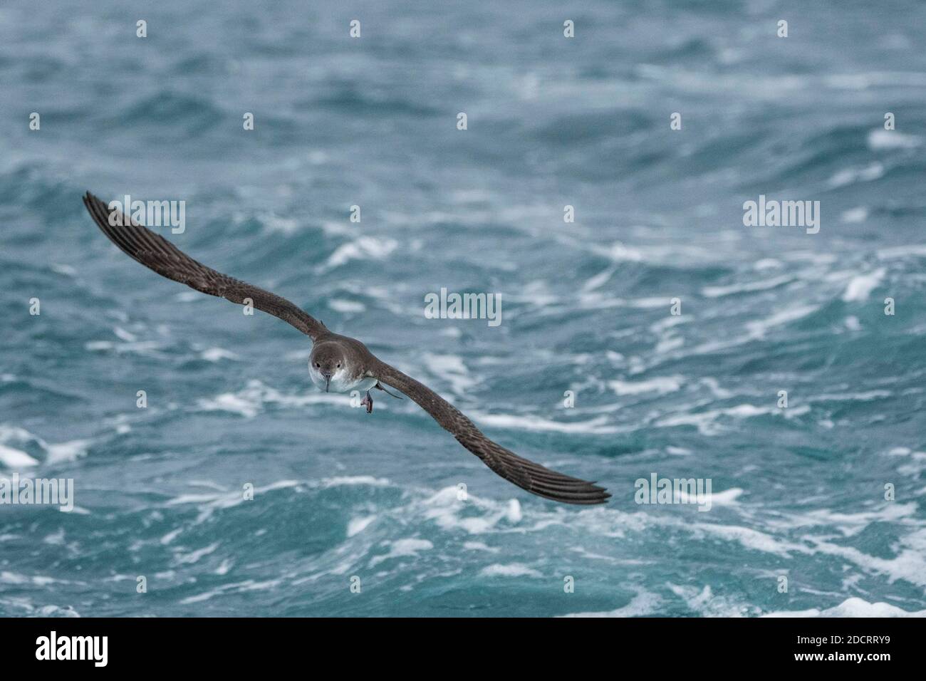 Shearwater diving hi-res stock photography and images - Alamy