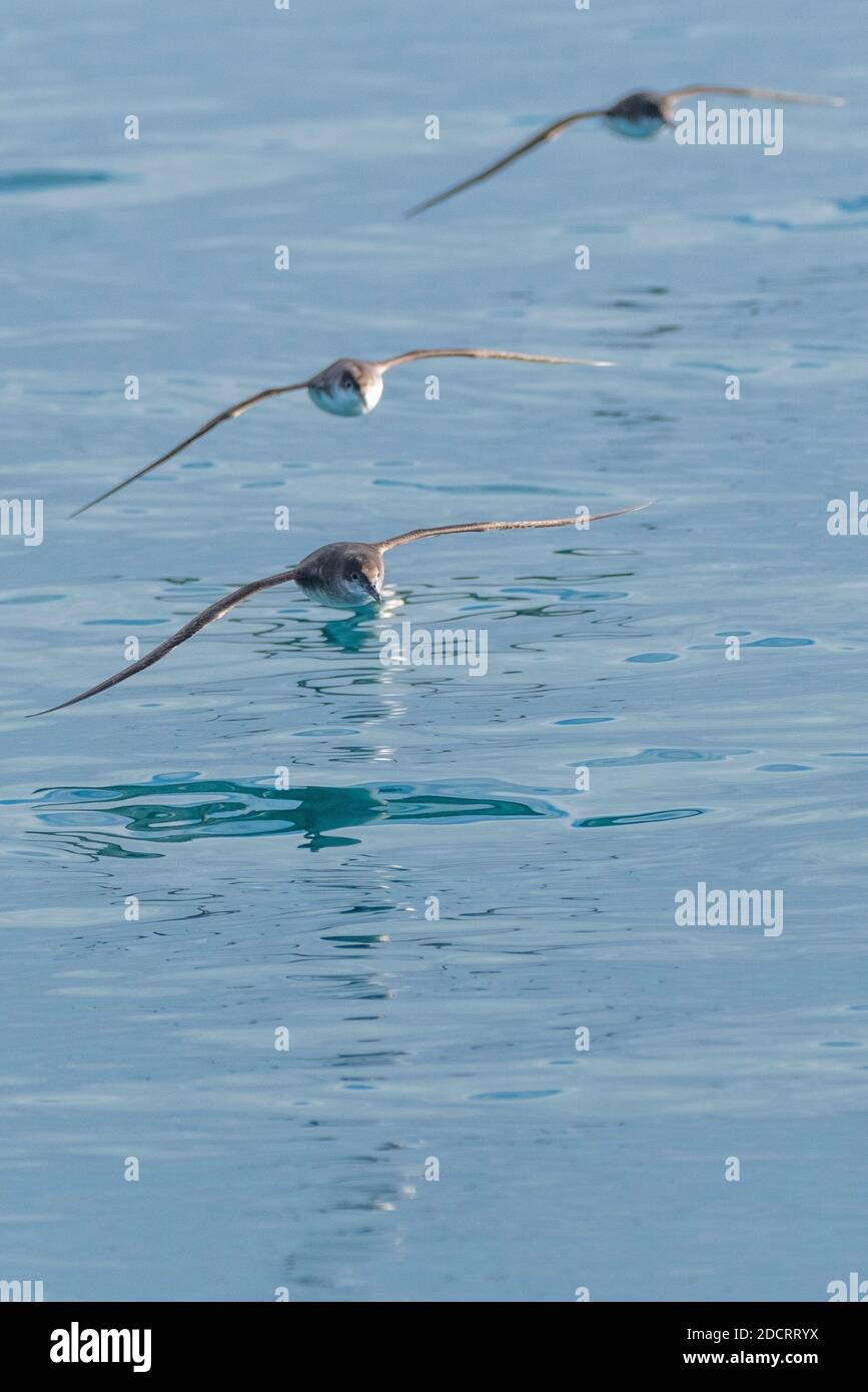 Shearwater Bird Dive