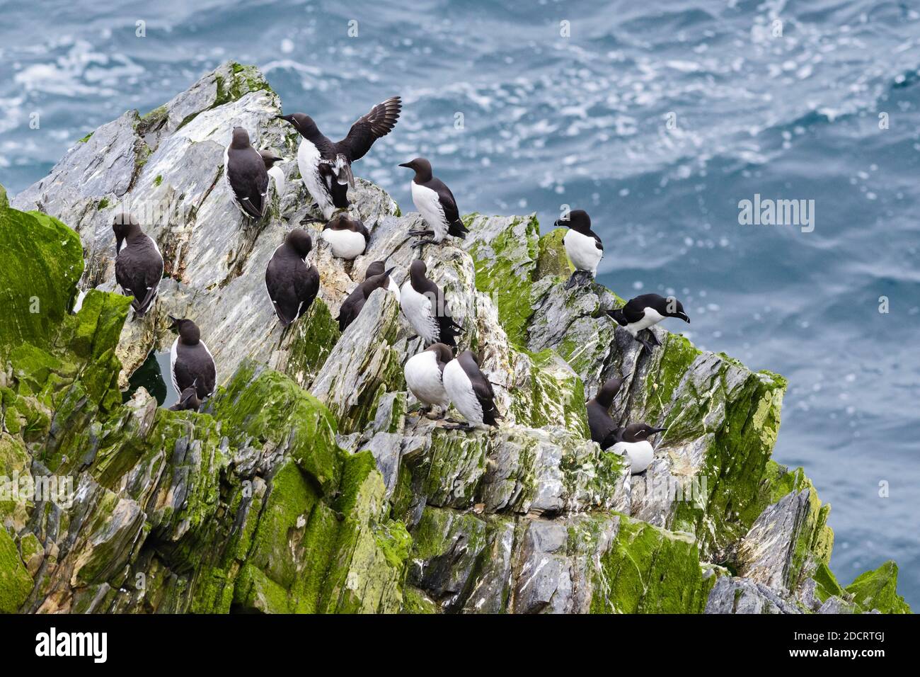 Razorbill - Alca torda, beautiful sea bird from Atlatic ocean ...