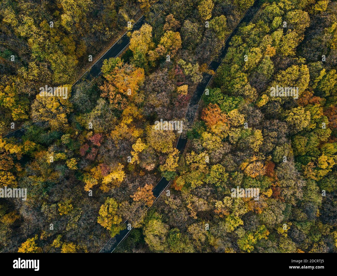 Beautiful flight above trees autumn hi-res stock photography and images ...