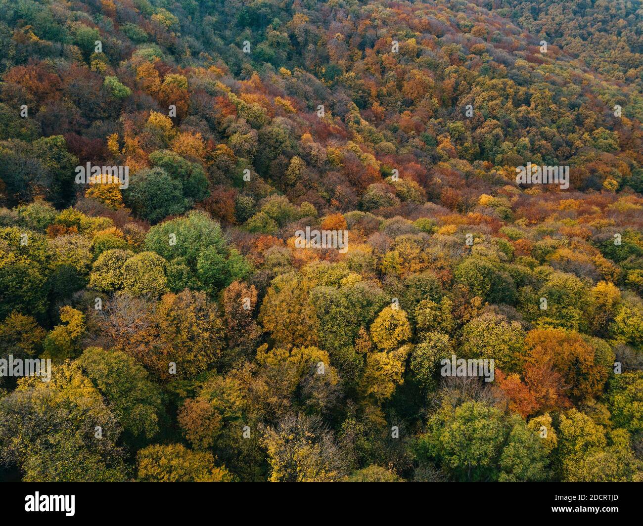 Forest landscape in autumn aerial hi-res stock photography and images ...