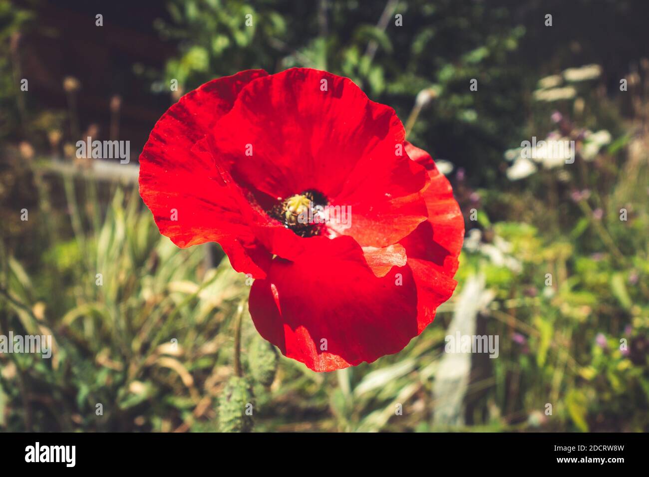 Poppy flower closeup view in Vanoise national Park field, French alps ...