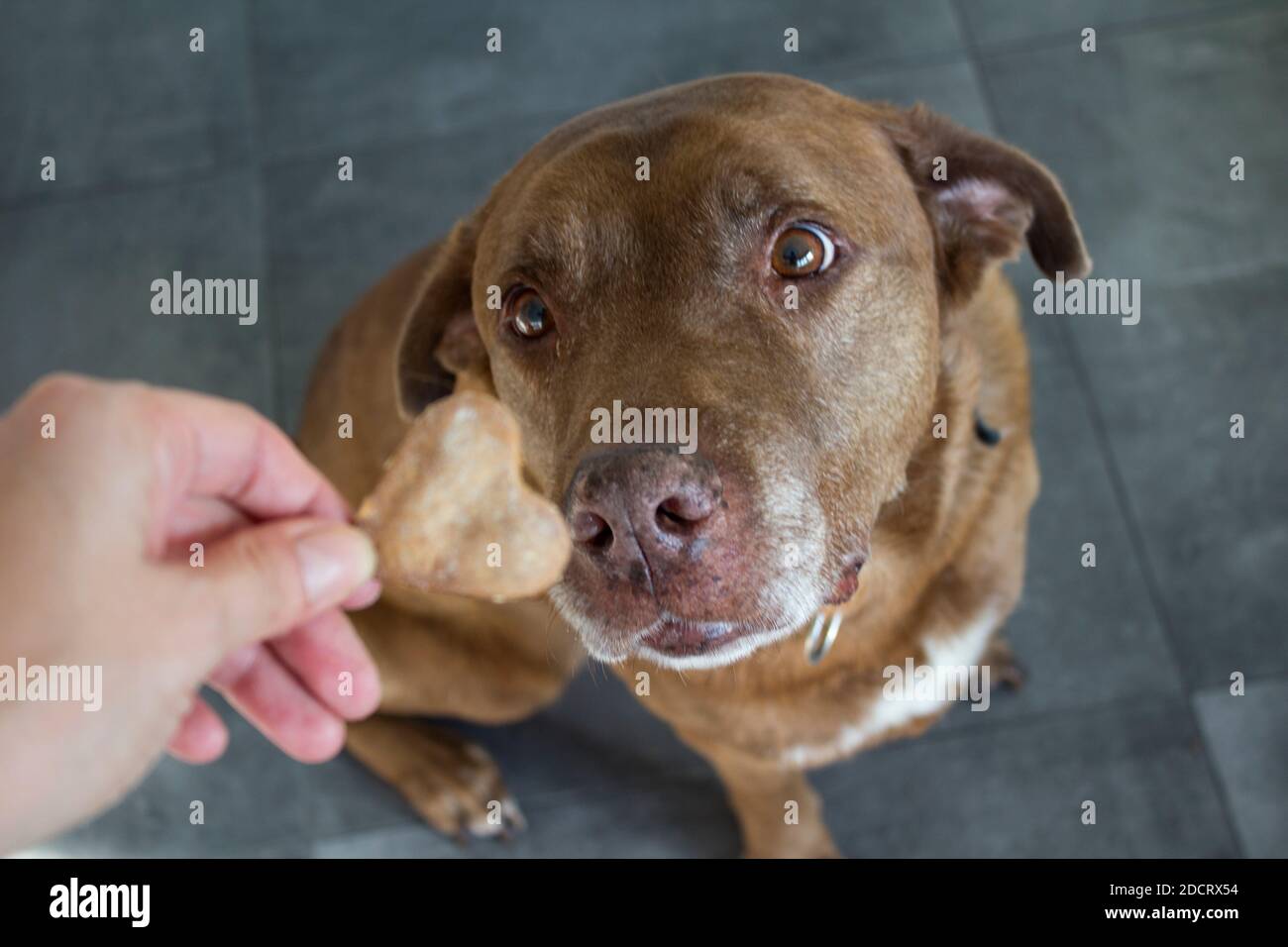Dog getting a cookie. Adult mixed Labrador dog eating cookie. Gray ...