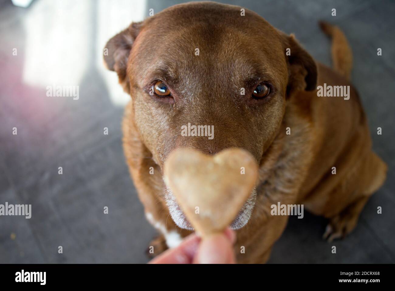 Can A Golden Retriever Eat Human Cookies