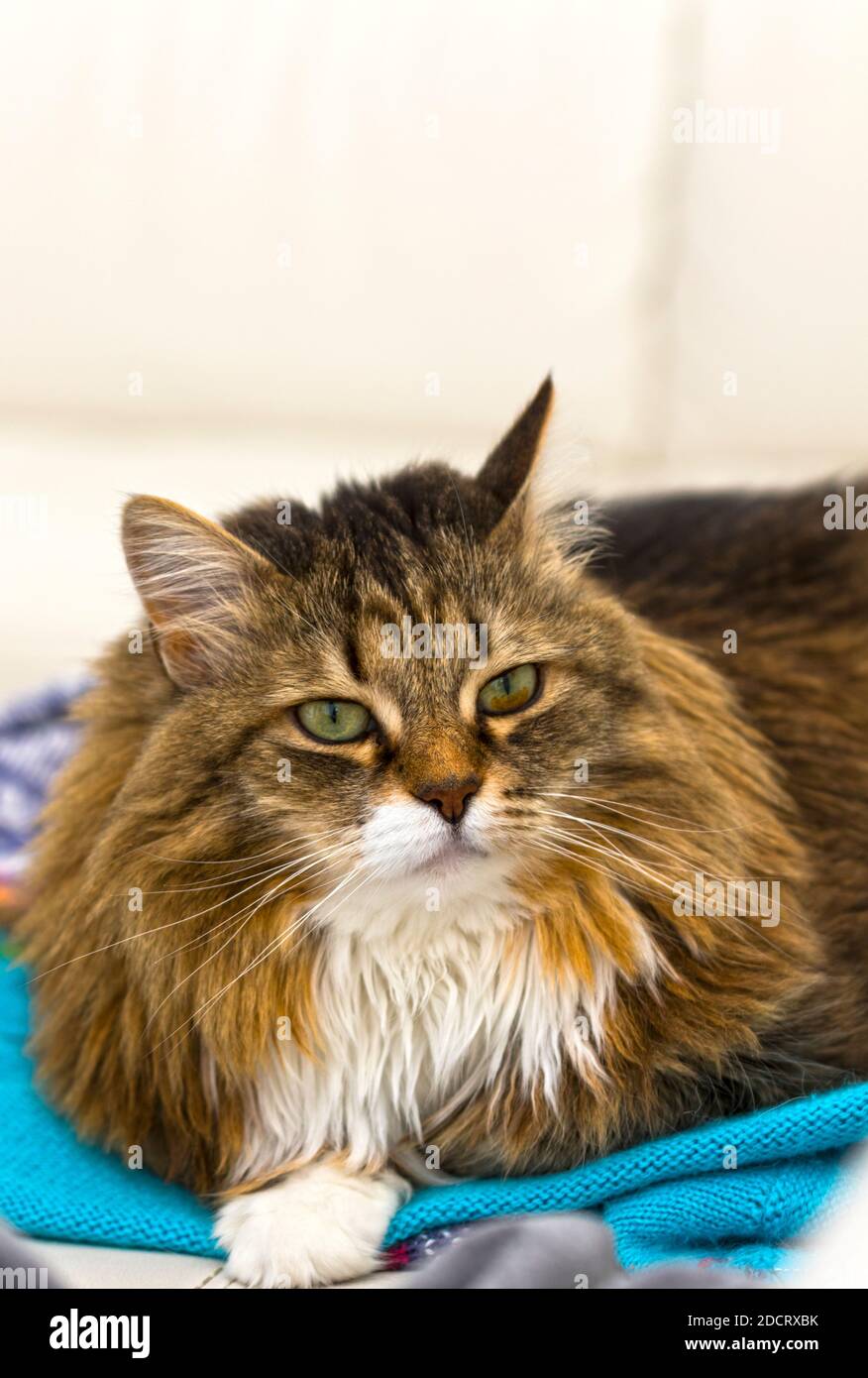 Beautiful furry cat of siberian breed , brown tabby version Stock Photo ...