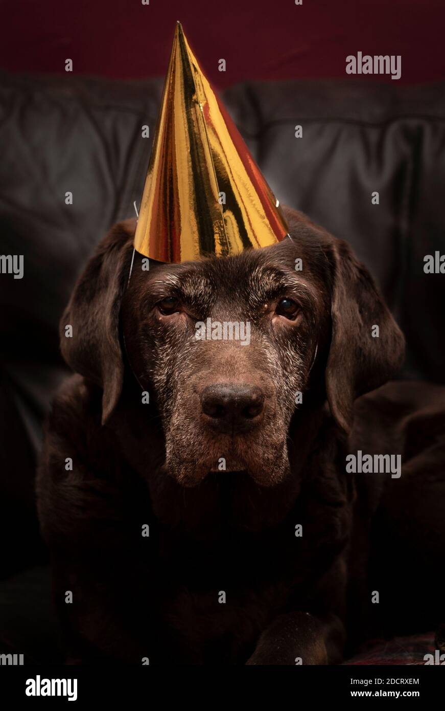 Labrador party hi-res stock photography and images - Alamy