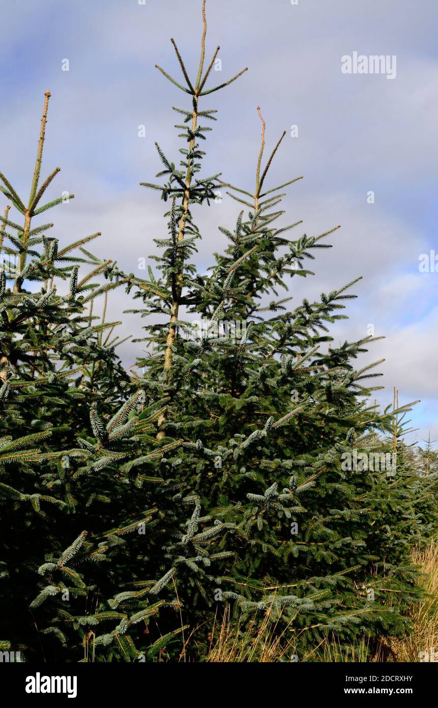 Sitka spruce tree Pincea sitchensis coniferous tree growing in a ...