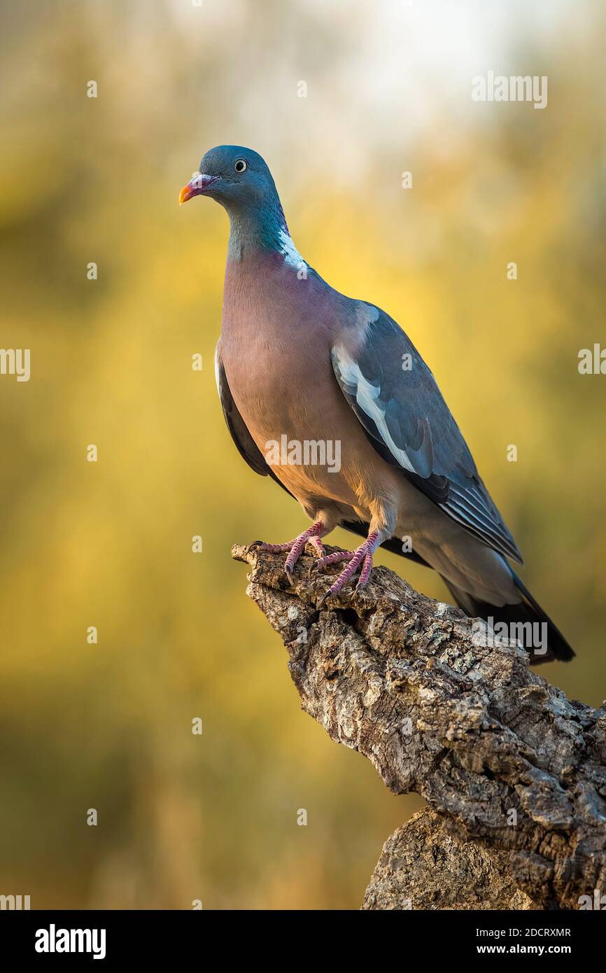 Paloma a colores hi-res stock photography and images - Alamy