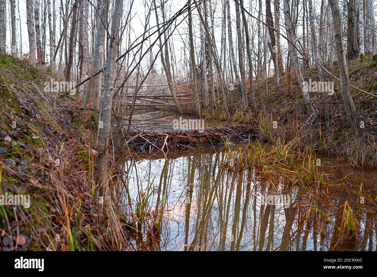 a dam built by beavers in a small stream Stock Photo - Alamy