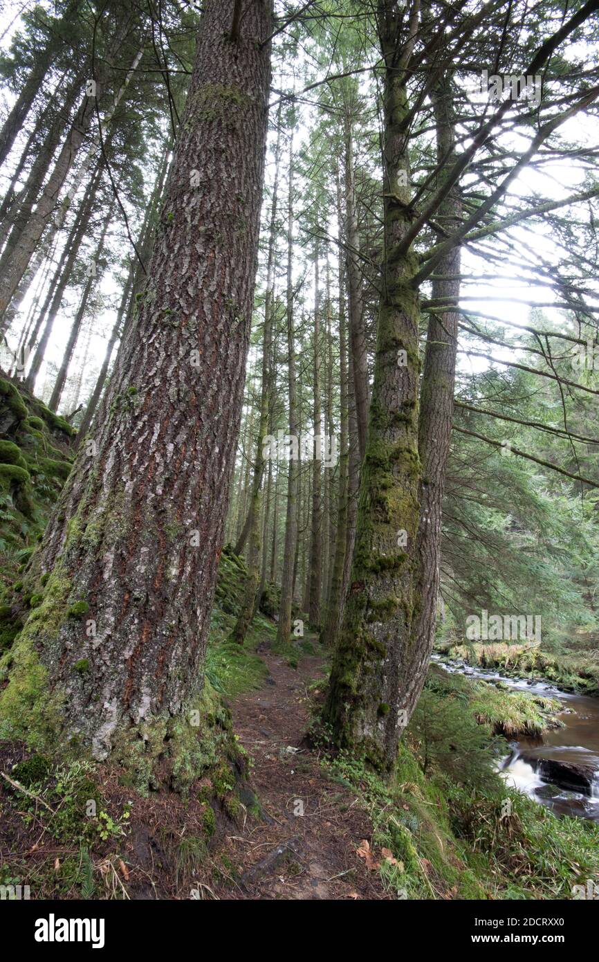 Hindhope Linn, Waterfall and trail Stock Photo - Alamy