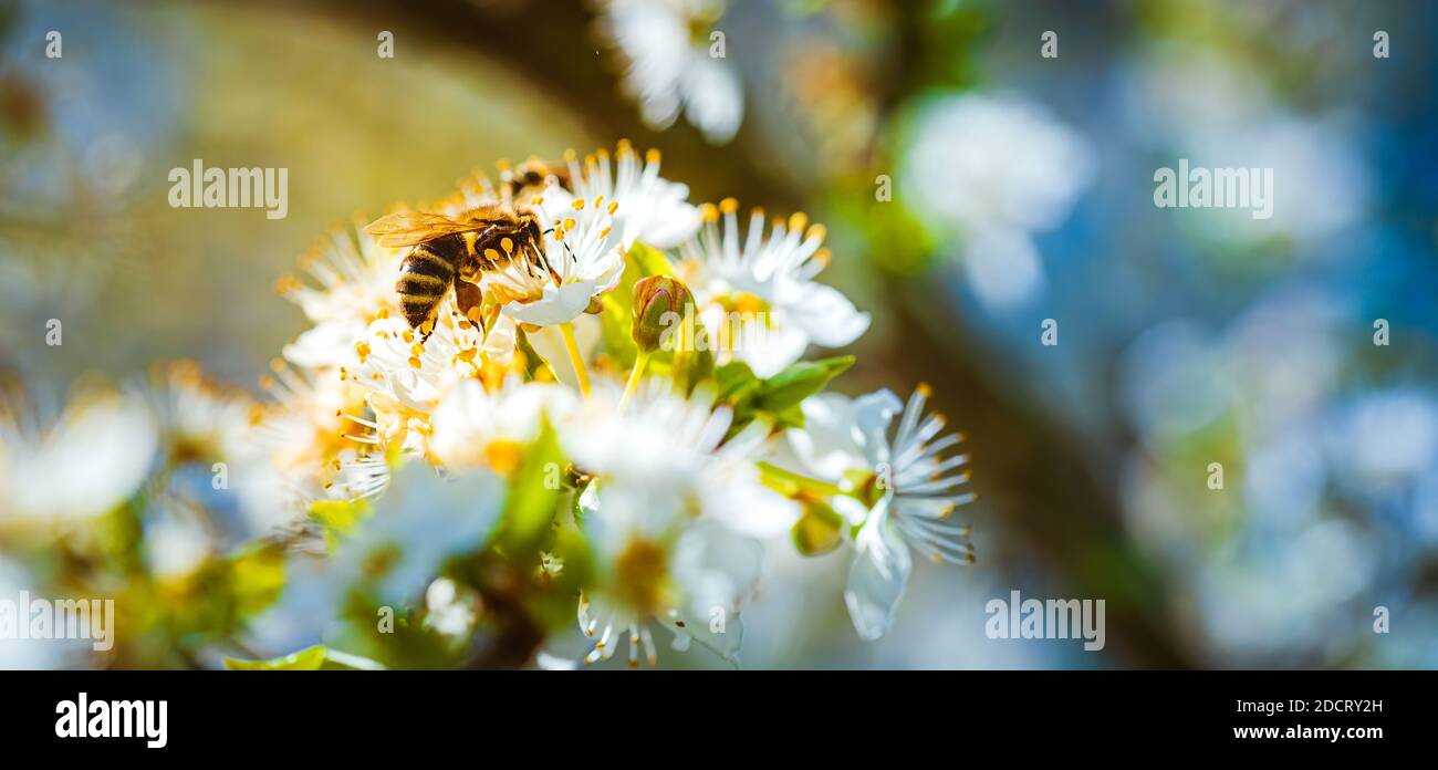 Closeup of a Honey Bee gathering nectar and spreading pollen on white ...