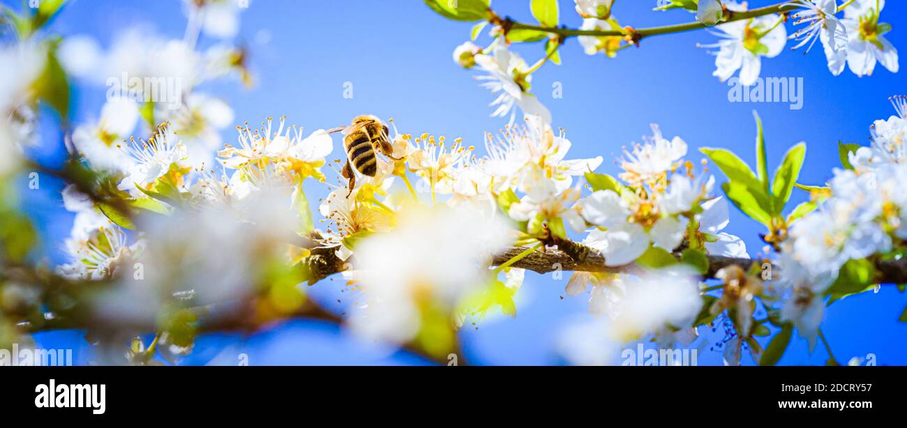 Cherry Tree Disease High Resolution Stock Photography and Images - Alamy