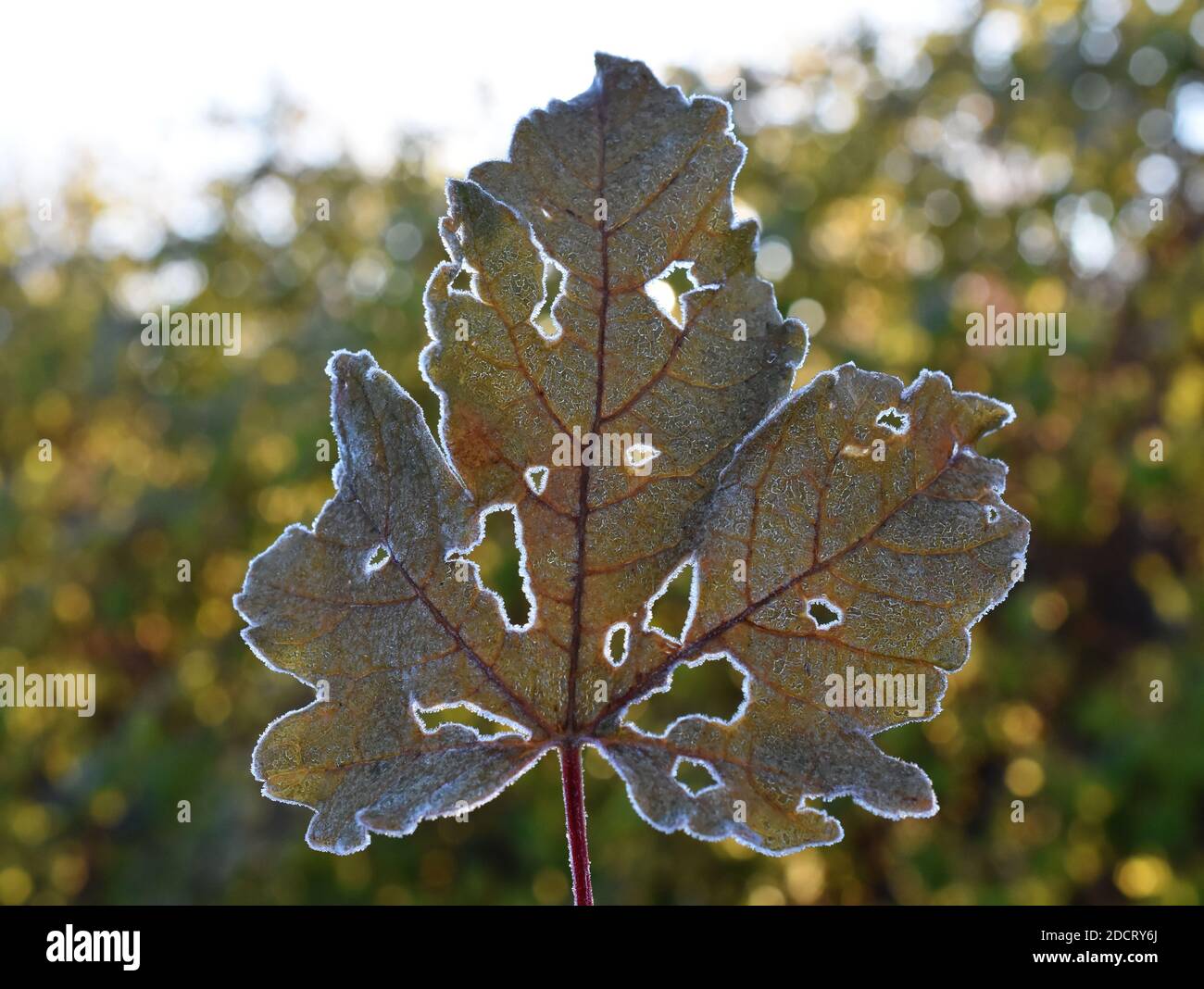 Rime on autumn colored withered leaf from maple tree Stock Photo - Alamy