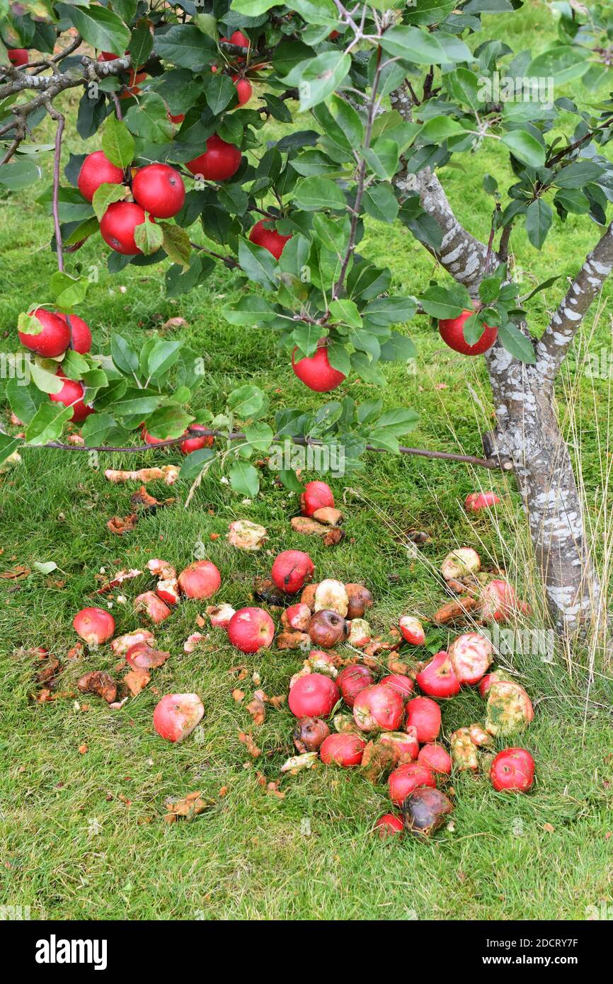Fallen apples laying on the ground under tree with ripe red apples ...