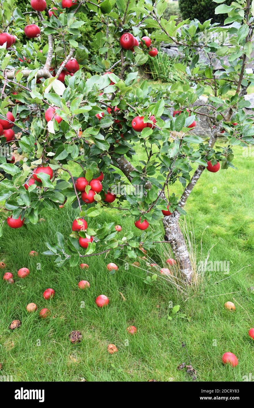 Abundant fruit hi-res stock photography and images - Alamy