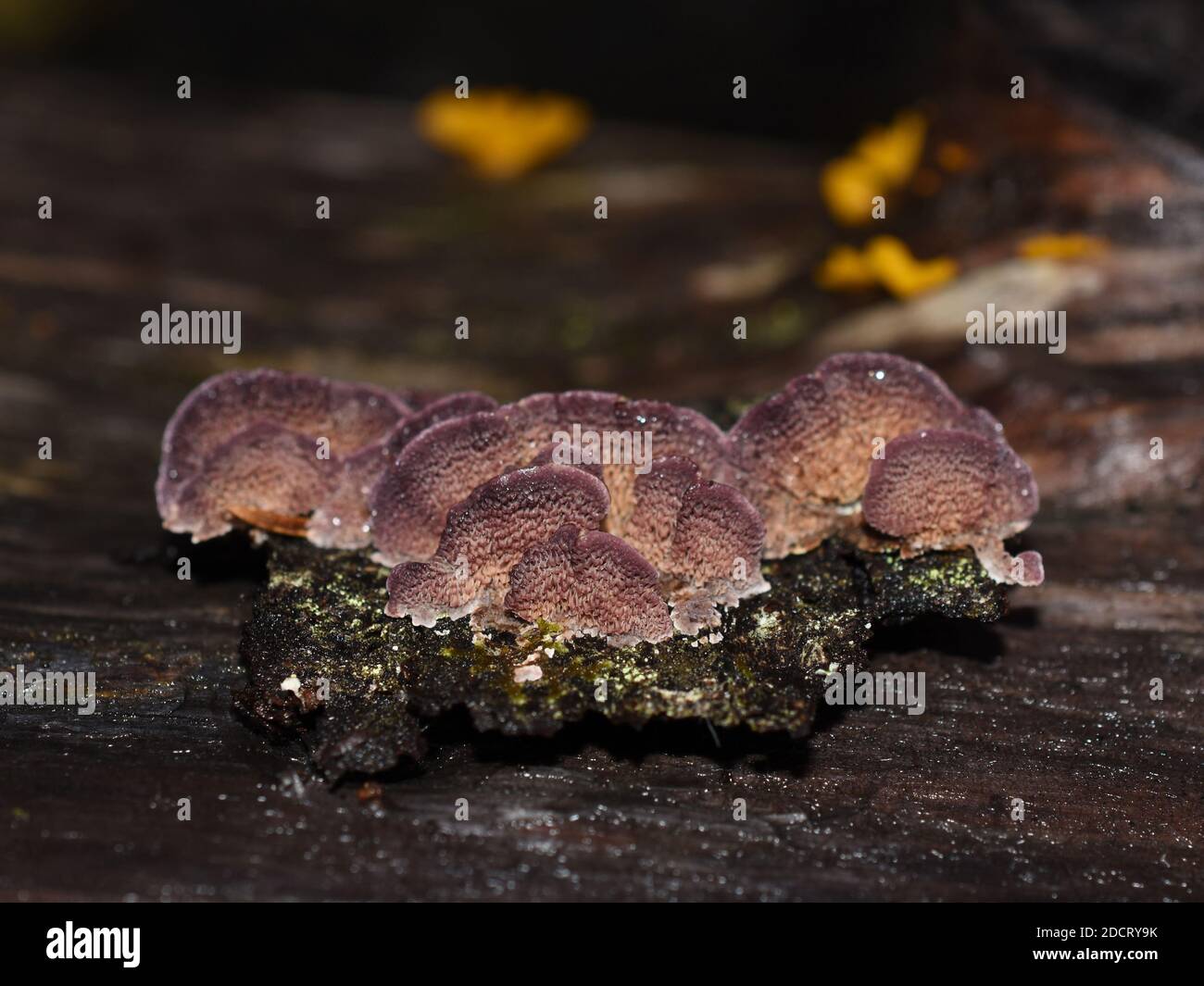 The saprophytic fungus Trichaptum abietinum growing on the bark of a ...