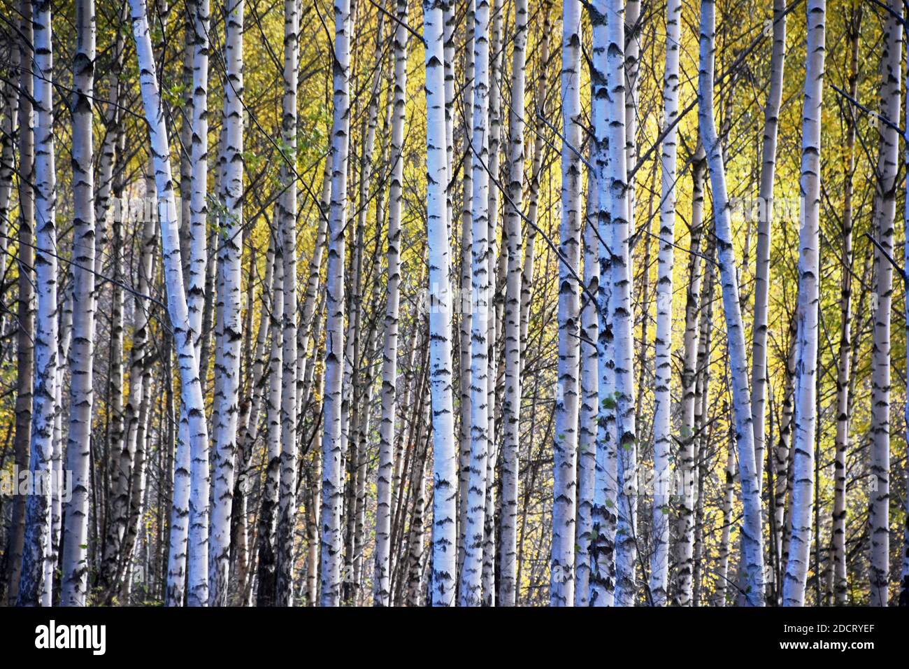Autumn colors in birch forest closeup on white birch stems tree trunks ...